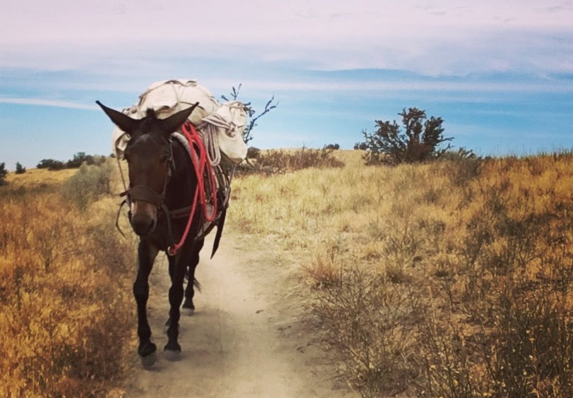 Café Mulé & Ironside Roasting Co.